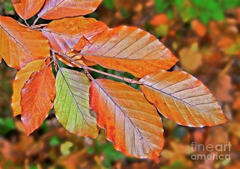 Autumn Beech Tree Leaves Photograph By Martyn Arnold Fine Art America