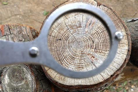 Premium Photo The Way To Estimate Tree Age Is To Count The Rings Of Annual Tree Growth