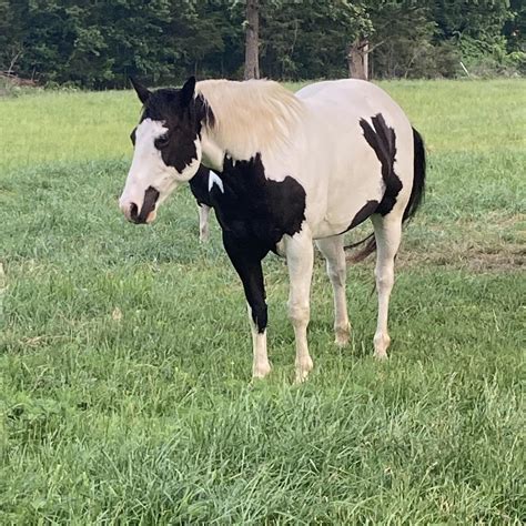 April Williams Everett