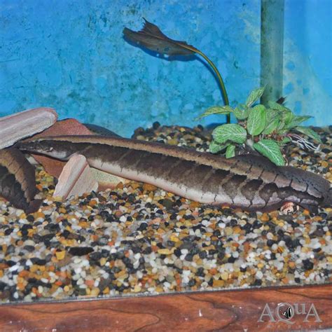 Borneo Python Eel Mastacembelus Cf Circumcinctus Aqua Imports