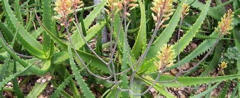 Aloe Species Campers Aloe Ecru Aloe Nubian Aloe Popcorn Aloe Aloe