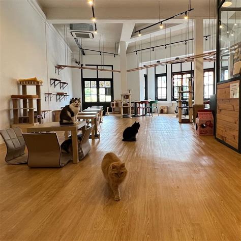 10 Best Cat Cafes In Singapore Eatbooksg