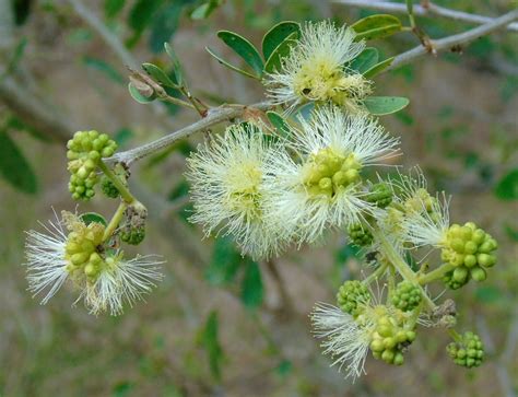 Guamuchil Tree Flower
