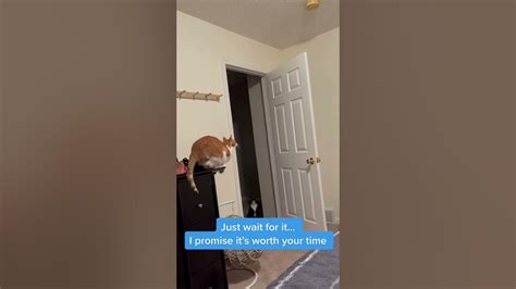 This Is What Happens When Your Cat Wants The Bug On The Wall Mycat