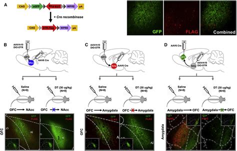 Orbitofrontal Circuits Control Multiple Reinforcement Learning Processes Pmc