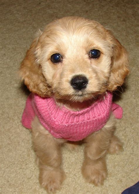 Cockapoo 8 Weeks Old