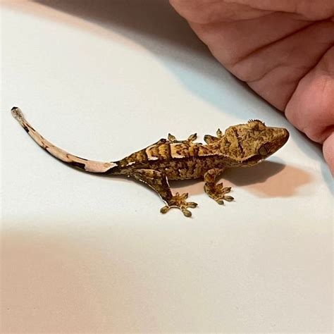 게코 분양 게코나라