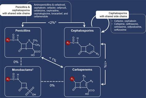 Beta Lactam Structure And Cross Reactivity Examples Beta Lactam