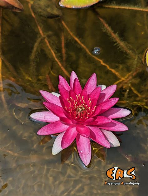 Nénuphar ‘marliacea Ignea Nymphea Sp Eas Paysages Aquatiques