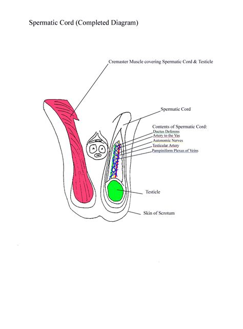 Spermatic Cord Contents