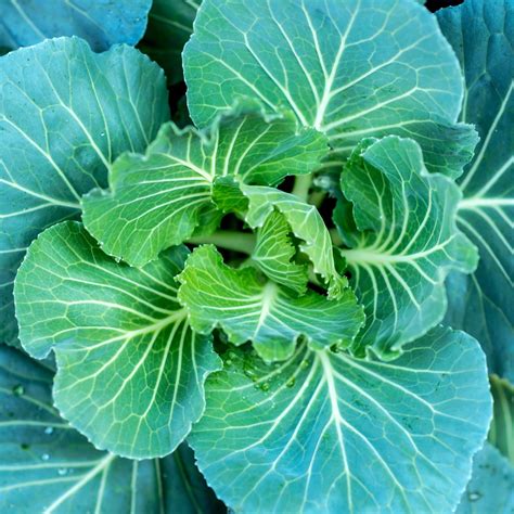 Georgia Southern Collard Greens Brassica Oleracea Annies Heirloom Seeds