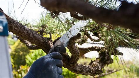 When Is The Best Time To Prune Pine Trees Forestry Com