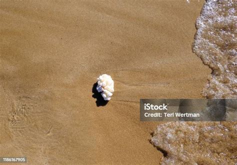 큰 조개 껍질과 바다 가장자리에 흰색 산호 껍질 산호에 초점을 맞추고 오아후 하와이 여행 0명에 대한 스톡 사진 및 기타 이미지 Istock