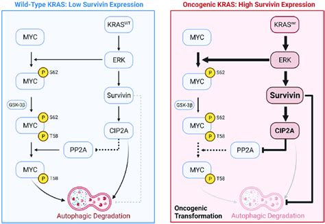 Diagram Showing How Kras Mediated Upregulation Of Survivin Expression