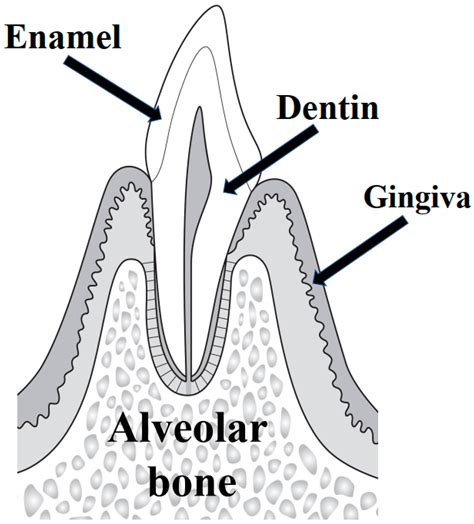 Alveolar Process