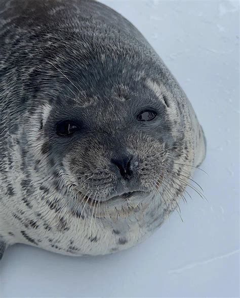 I Miss Ponsuke 😢 R Seals