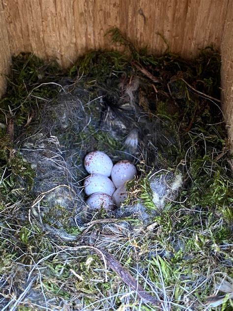 Duluth Researchers Check Tree Swallow Eggs Chicks For Forever