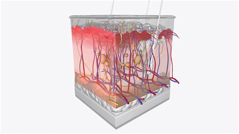Premium Photo The Dermis Is A Connective Tissue Layer Sandwiched Between The Epidermis And