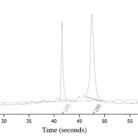 Gel Like Image And Electropherogram Of Intact Total Rna Rna Integrity Download Scientific