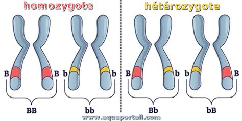 Zygote Définition Et Explications