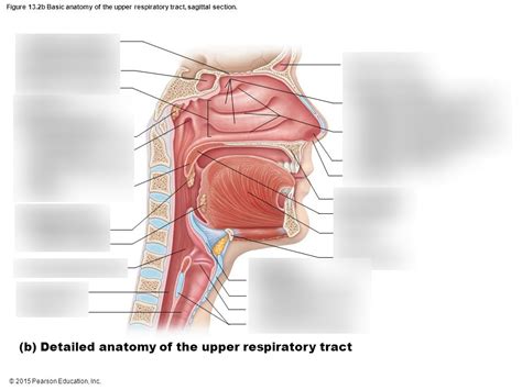 Upper Respiratory Diagram Quizlet Upper Respiratory Diagram Quizlet