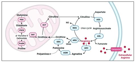 Arginine Related Metabolic Pathways In Normal Cells Arginine Can Be