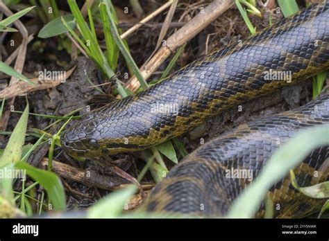 Yellow Anaconda Eunectes Notaeus Also Known As Paraguay Anaconda Or