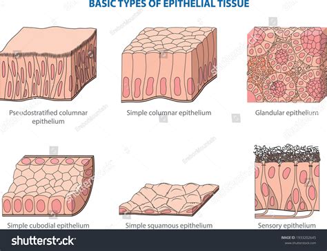 Epithelial Tissue Chart Labels What Is The Difference Between Collagen Protein And Whey Or Plant