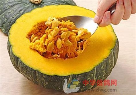 南瓜籽在养鸽子中的妙用