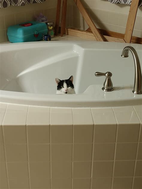 Does Anyone Elses Asshole Like To Sit In The Bathtub And Stare At You