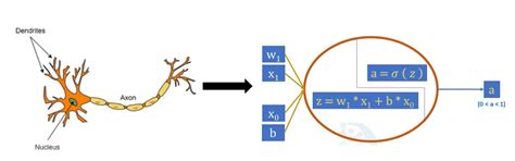 Understanding Artificial Neuron And The Various Type Of Activation Functions By Bharath A Medium