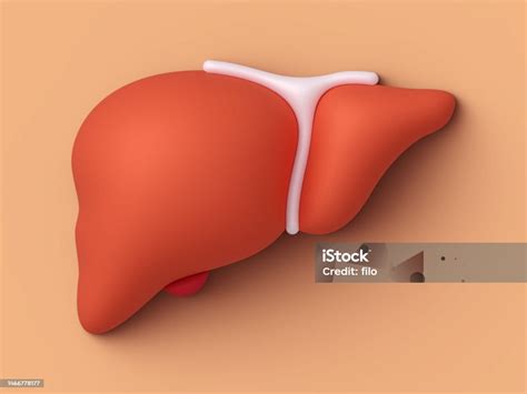 인간의 간 3d 요소 간 내부 기관에 대한 스톡 사진 및 기타 이미지 간 내부 기관 3차원 형태 일러스트레이션 Istock