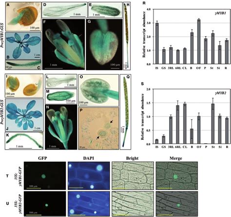spatial expression patterns and subcellular localization of gmyb1 and