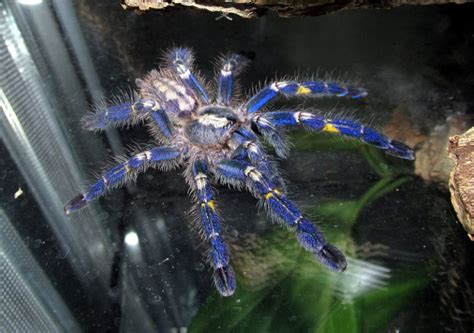 Gooty Sapphire Tarantula L Beautiful Our Breathing Planet