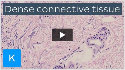 Dense Irregular Connective Tissue Anatomy And Function Kenhub