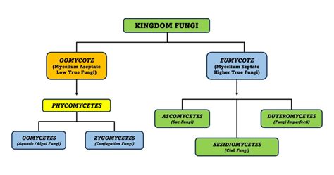 Fungi Definition Characteristics Classification And Uses
