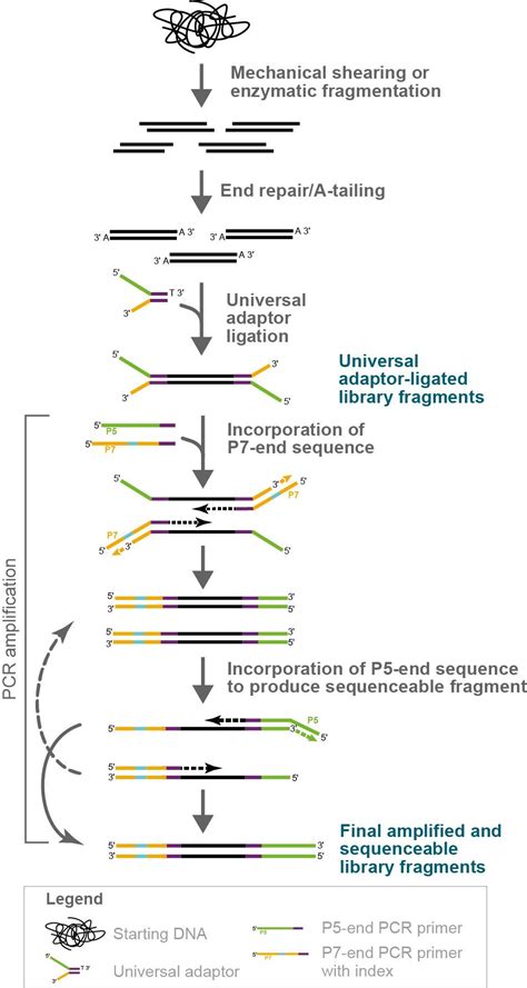 Genomic Library Construction