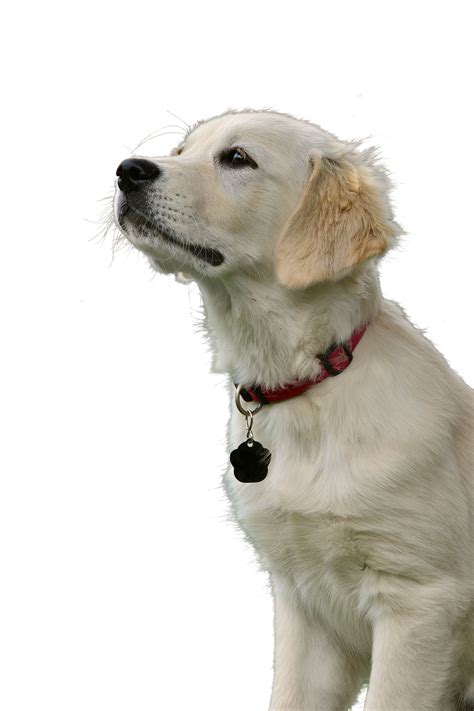 Jenis Anjing Golden Retriever Foto Gratis Di Pixabay Pixabay