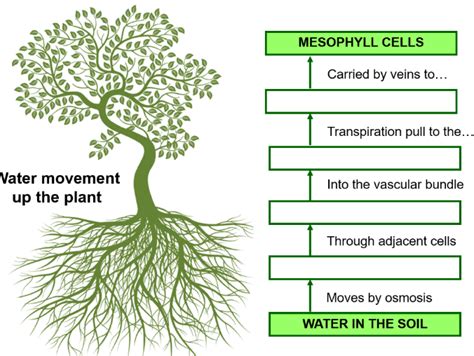 The Complete Cie Igcse Biology Resource Pack An Entire Set Of Lesson Resources For The Whole