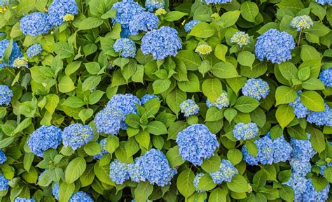 When To Cut Back Hydrangeas A Gardening Guide