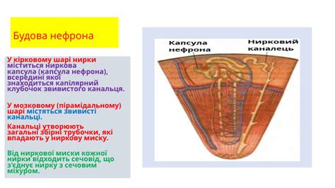 Презентація Будова сечовидільної системи