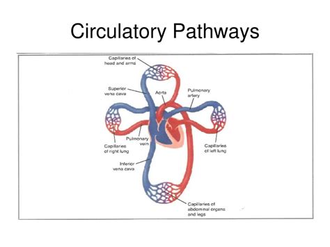 Ppt Circulatory And Respiratory Systems Powerpoint Presentation Free