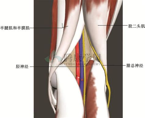 【评估与检查】足踝处神经压迫的检查 Medscicn