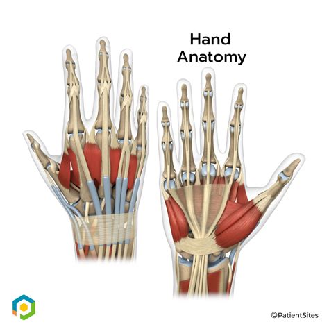 Extensor Tendons Of Hand Anatomy Anatomy Drawing Diagram 479x619