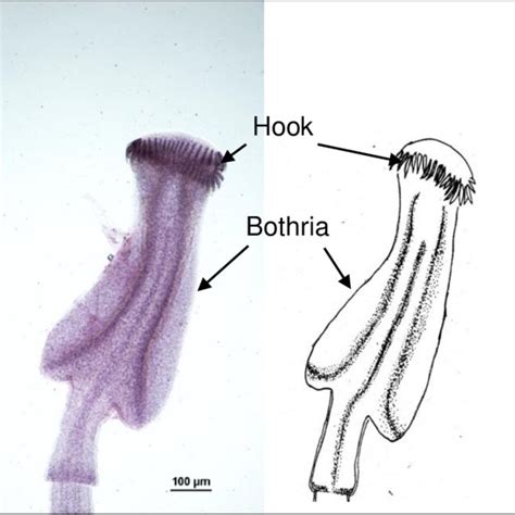 Senga Rostellarae Showed Mature Proglottid A Ovary B Isthmus C