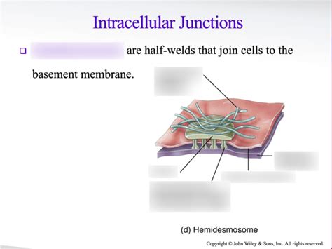 Hemidesmosomes Diagram Quizlet