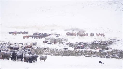 Д Амарбаясгалан Малчдад гурван үе шаттайгаар Засгийн газраас туслалцаа үзүүлнэ