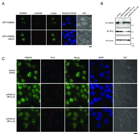 Hp1γ Is Involved In Nucleolar Accumulation And Binding To Rdna Promoter Download Scientific