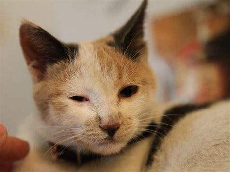 猫咪忽然一只眼睛睁不开了猫咪眼睛睁不开怎么办
