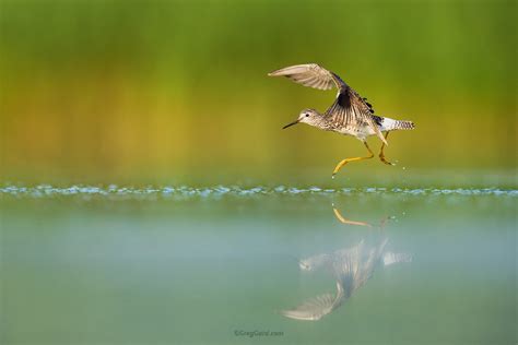 A Selection Of Some Of The Cornell Lab Of Ornithology Facebook